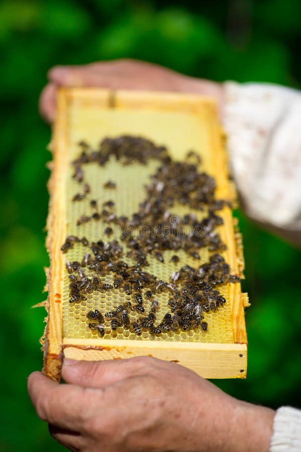 Bees work on honeycomb stock photo. Image of honeycomb - 56841390