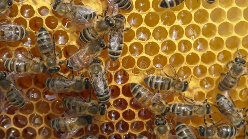 Bees work inside the hive. stock footage. Video of cell - 295351836