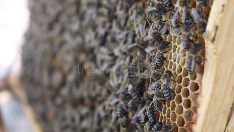 Bees work inside the hive. stock footage. Video of nectar - 295351870