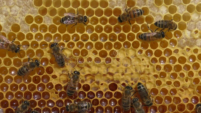 Bees work inside the hive. stock video. Video of closeup - 308399323