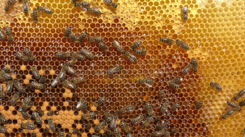 Bees work inside the hive. stock footage. Video of nectar - 308399344