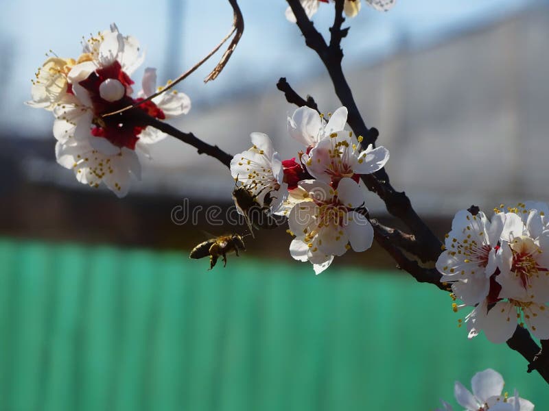 Bees at work stock image. Image of bees, close, cells - 22928091