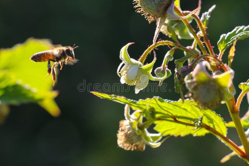 Bees Work Raspberry Flower Stock Photos - Free & Royalty-Free Stock ...