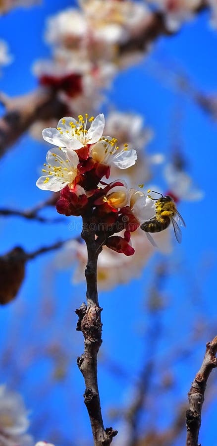 Bees at work stock image. Image of bees, close, cells - 22928091