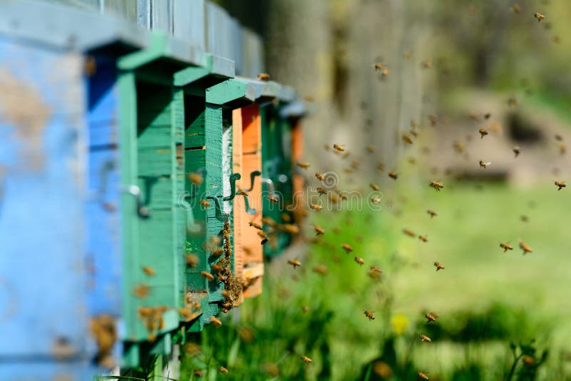 Bees at work stock image. Image of bees, close, cells - 22928091