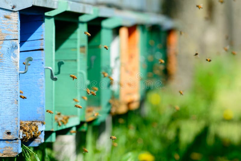 Bees at work in the spring stock image. Image of blossom - 183041525
