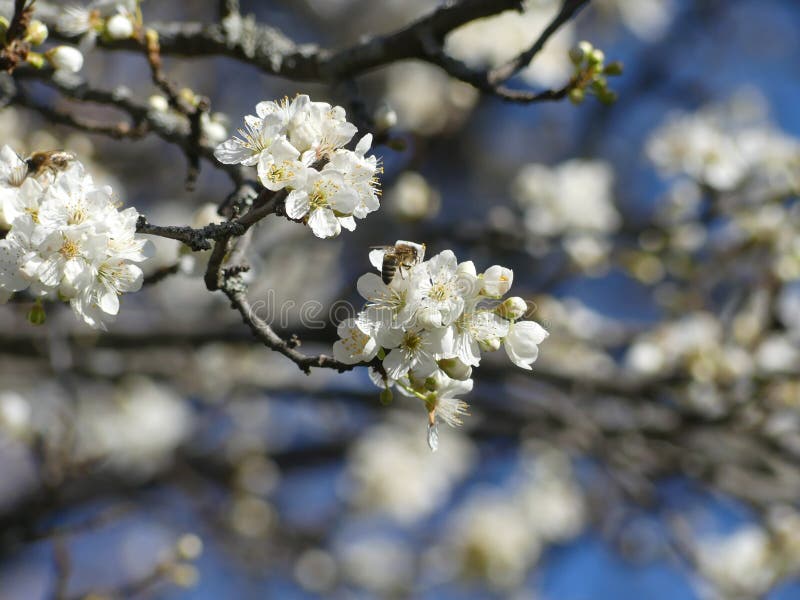 Bees at Work in the Spring Morning Sun Stock Photo - Image of spring ...