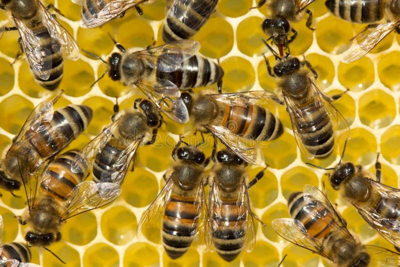 Bees at work. stock photo. Image of honey, entomology - 5416902