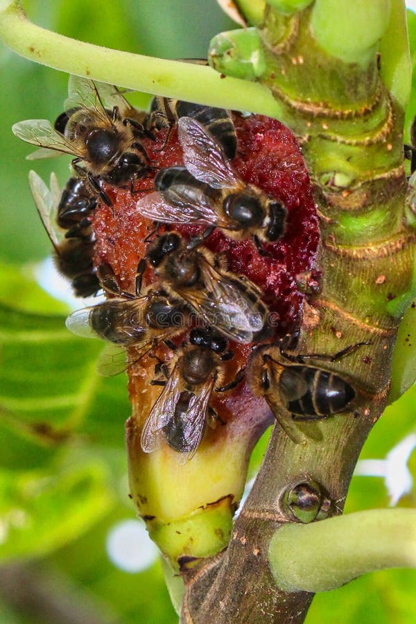 Bees working on fig fruit stock image. Image of wonderful - 283419805