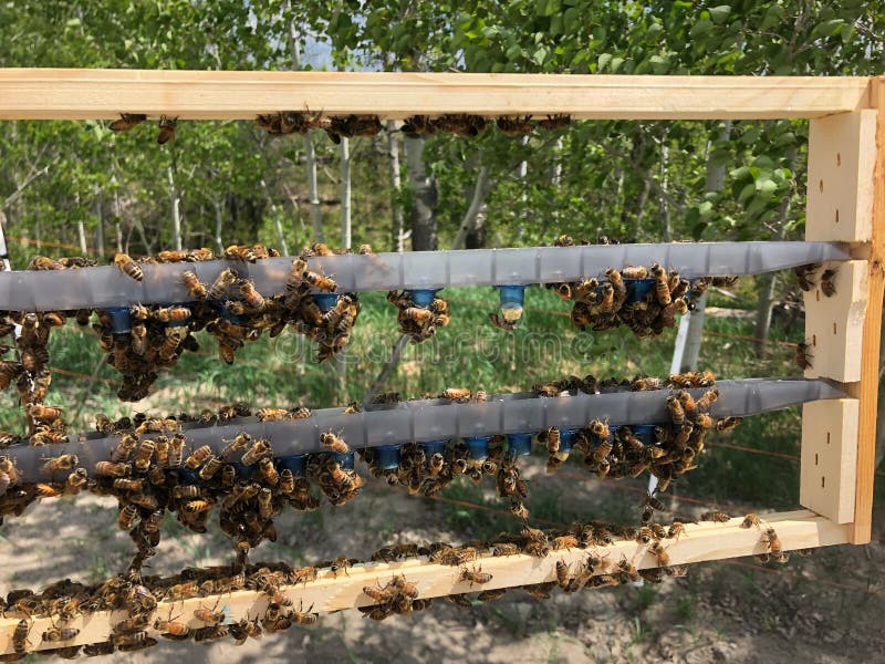 Grafting queen bees stock photo. Image of beekeeper - 198428472