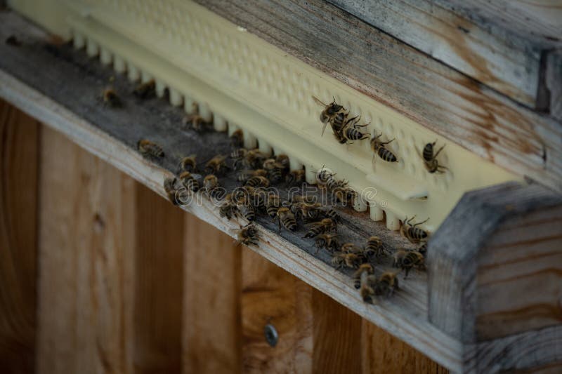 Bees working in the hive stock photo. Image of bees - 328334720