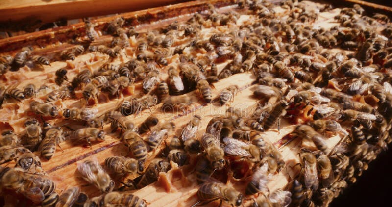 Bees Working in the Hive Producing Honey Stock Footage - Video of ...