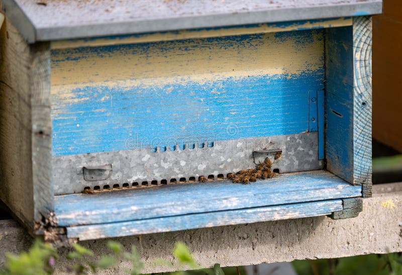 Bees Working Inside a Hive for the Production of Honey Stock Photo ...