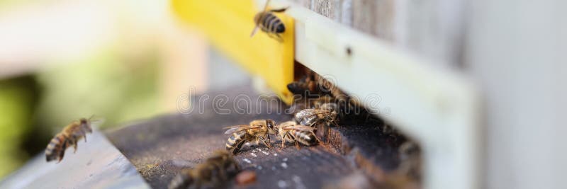 Bees are Working on Laying Propolis in Hive Closeup Stock Photo - Image ...