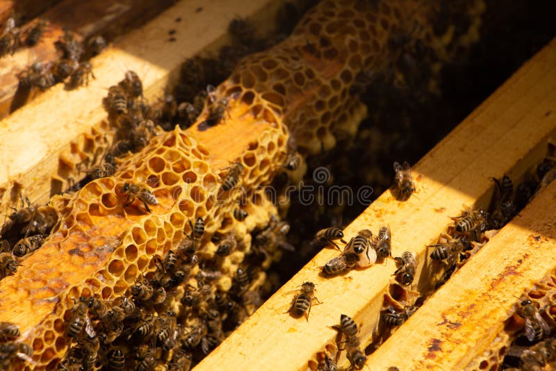 Bees are Working in an Open Hive, Which Serves a Beekeeper Stock Image ...