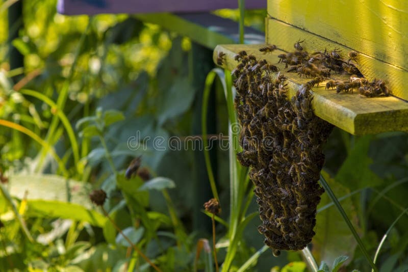 Bees in beehive stock image. Image of detail, honeycomb - 98950133