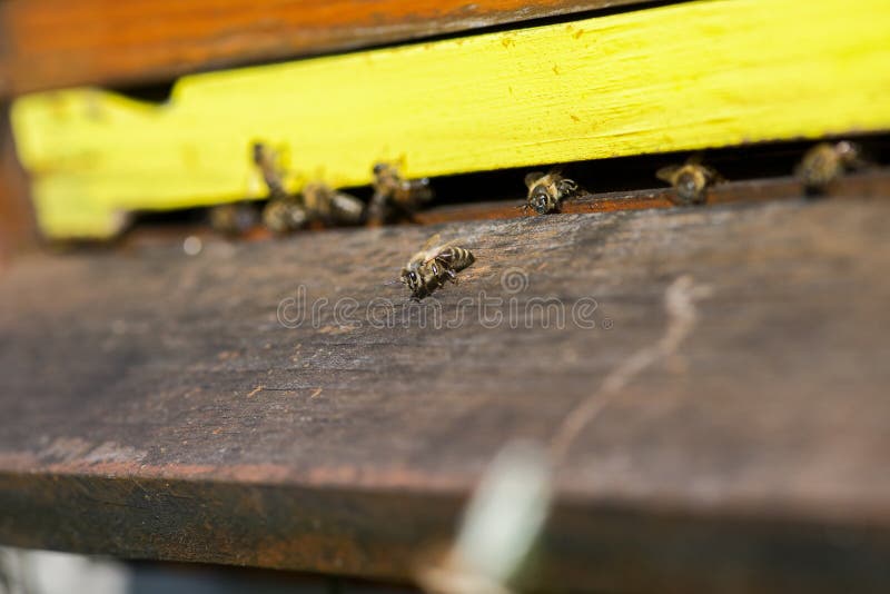 Bees in beehive stock photo. Image of yellow, spring - 124921514