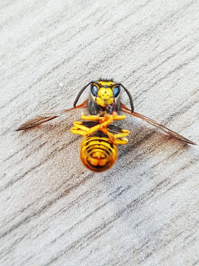 Bees stock photo. Image of enjoying, yoga, life - 136704700