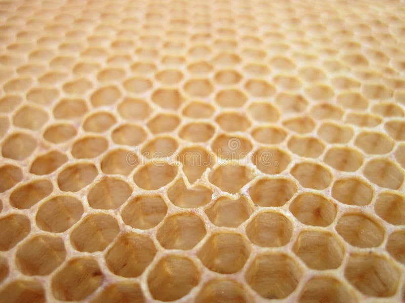 Bee honeycombs stock photo. Image of natural, sweet, beeswax - 16698678