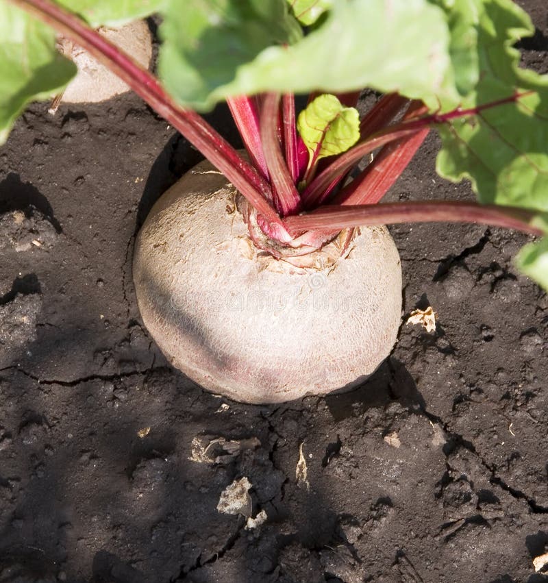 Beet cut in half stock photo. Image of silver, nutrition - 41668284