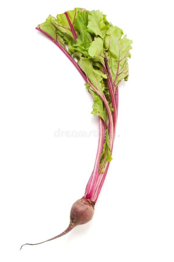 Beet stock image. Image of healthy, medicine, vegetable - 19730291