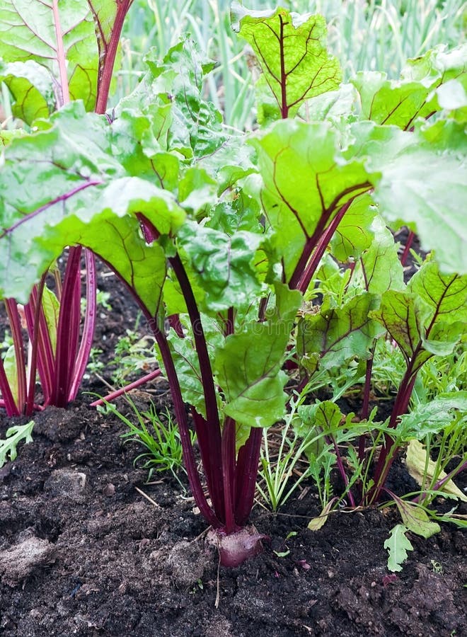 Vegetable Garden: Beet Plants Stock Photo - Image of growing, baby ...