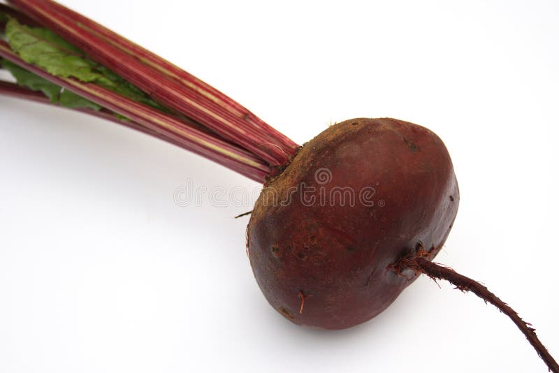 Young beet in closeup stock photo. Image of leaf, purple - 41212764
