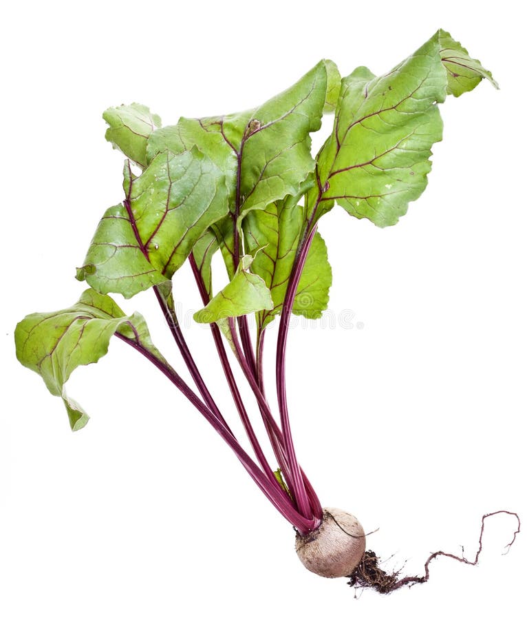 Beetroot stock image. Image of slice, ingredient, green - 29209759