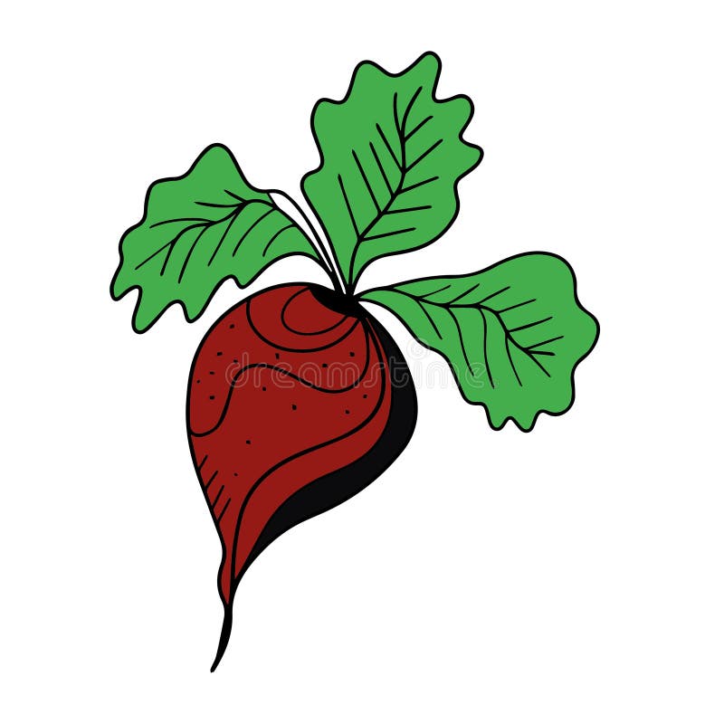 Beet, Beetroot. Radish. Vector. Outline Drawing of a Vegetable on a ...
