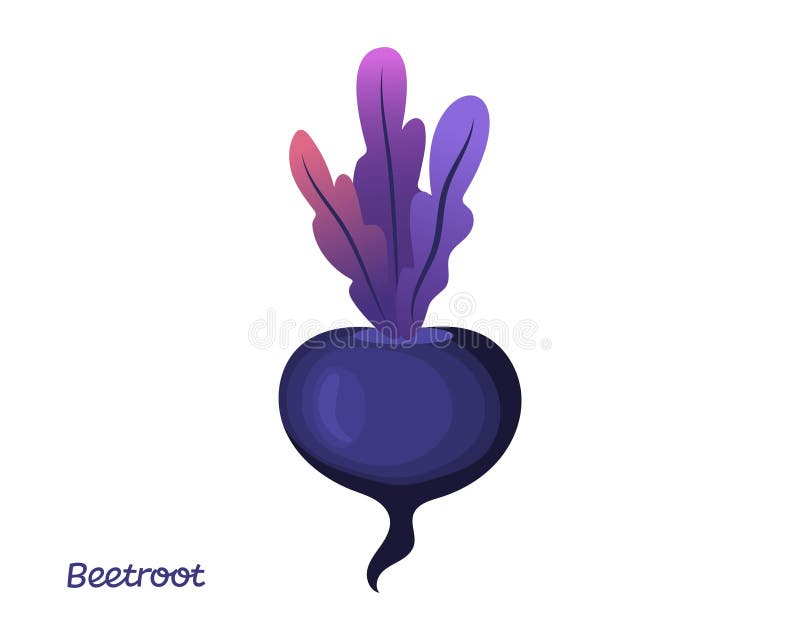 Beet or Beets Beetroot Vegetable or Radish Icon. Vector Illustration ...