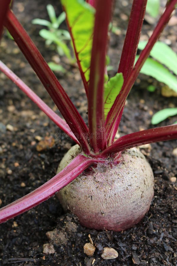 Beet Beta stock photo. Image of materials, beet, earth - 75094512