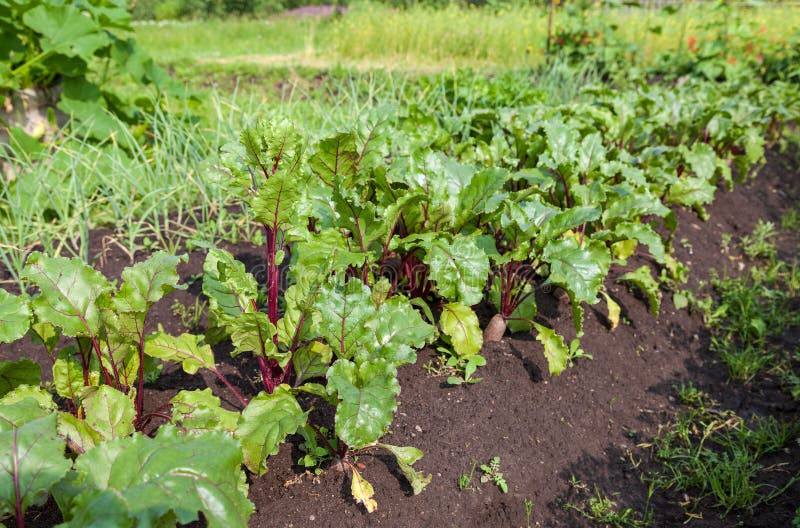 Beet Cultivation on Open Soil Stock Photo - Image of beet, countryside ...