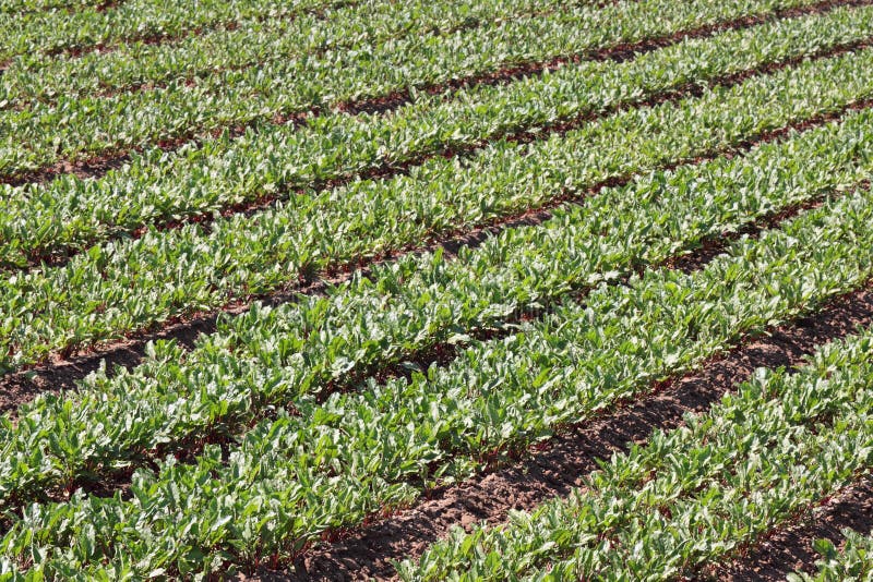 Beet field stock photo. Image of crop, landscaped, agro - 14995258