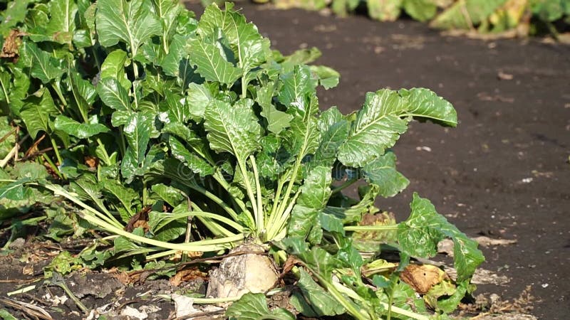 Beet Field. Growing Sugar Beets in the Fall. Field of Ripening Sugar ...