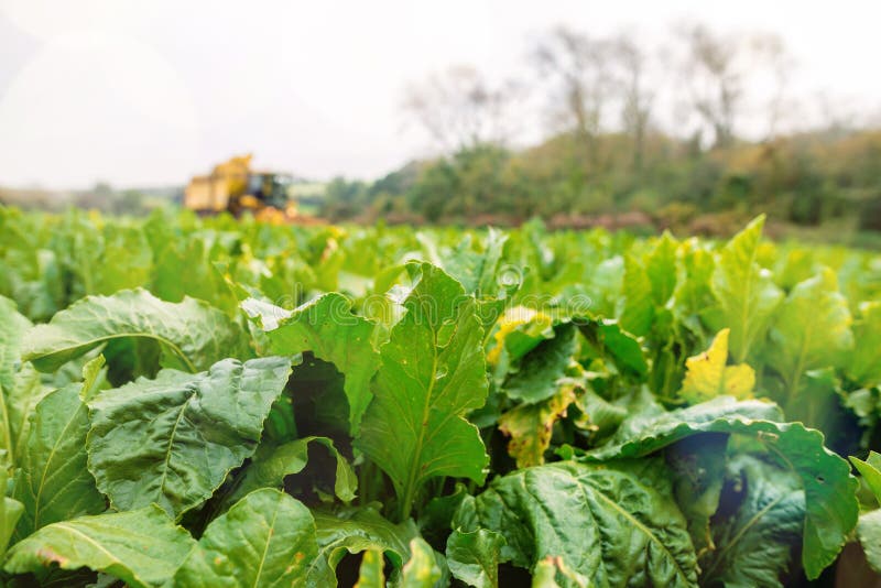 Beet Fields with an Integral Machine for Harvesting in the Background ...