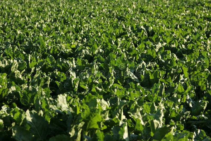 Beet fields stock photo. Image of dirt, care, farm, cultivate - 38293362