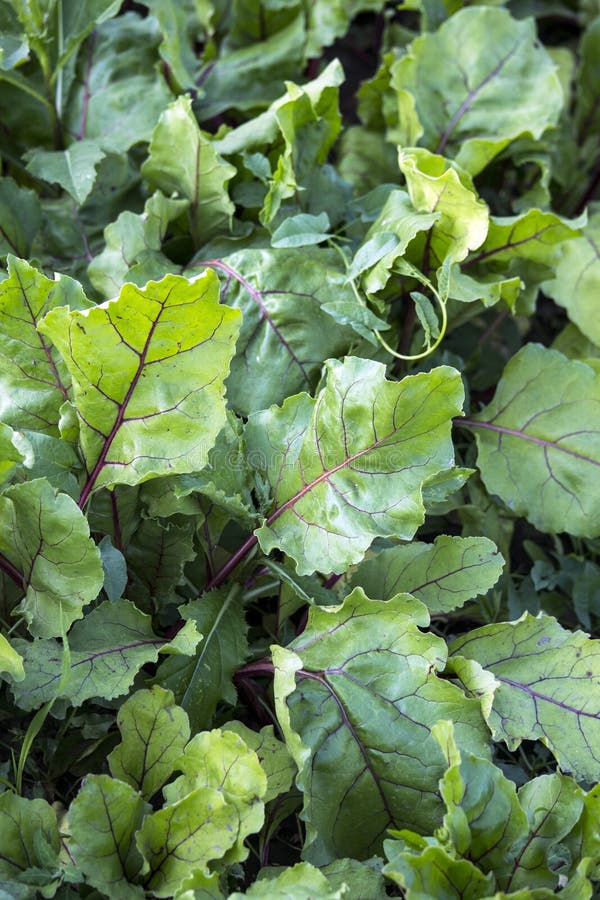 Beet Foliage Close-up. Photo for Presentation Stock Image - Image of ...