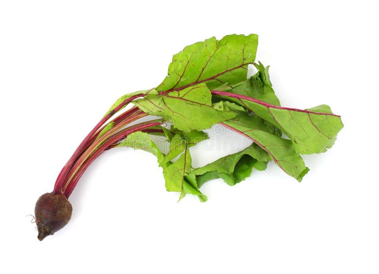 Beet Greens with Single Beet Stock Photo - Image of leafy, food: 15281180