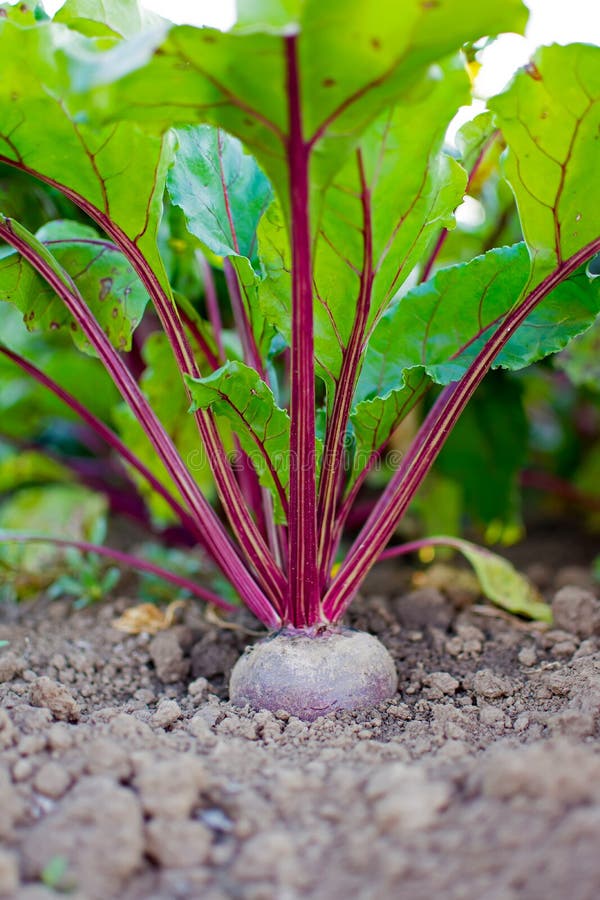 Beet in the Ground Close Up. Beetroot in the Vegetable Garden. Stock ...