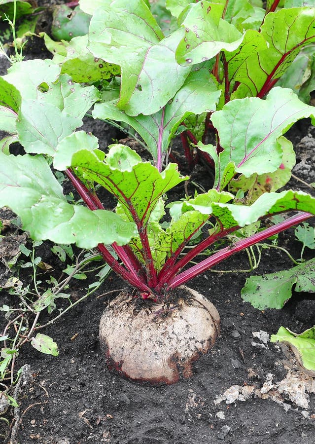 Beet growing stock image. Image of materials, grow, grows - 26376621