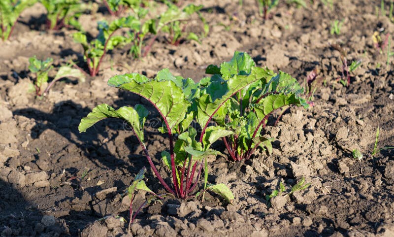 Beet growing on a farm stock image. Image of fresh, farm - 220740275