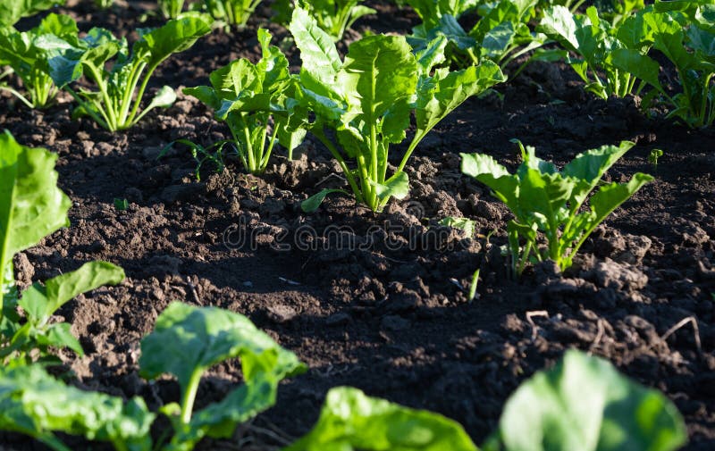 Beet growing on a farm stock photo. Image of garden - 220740292