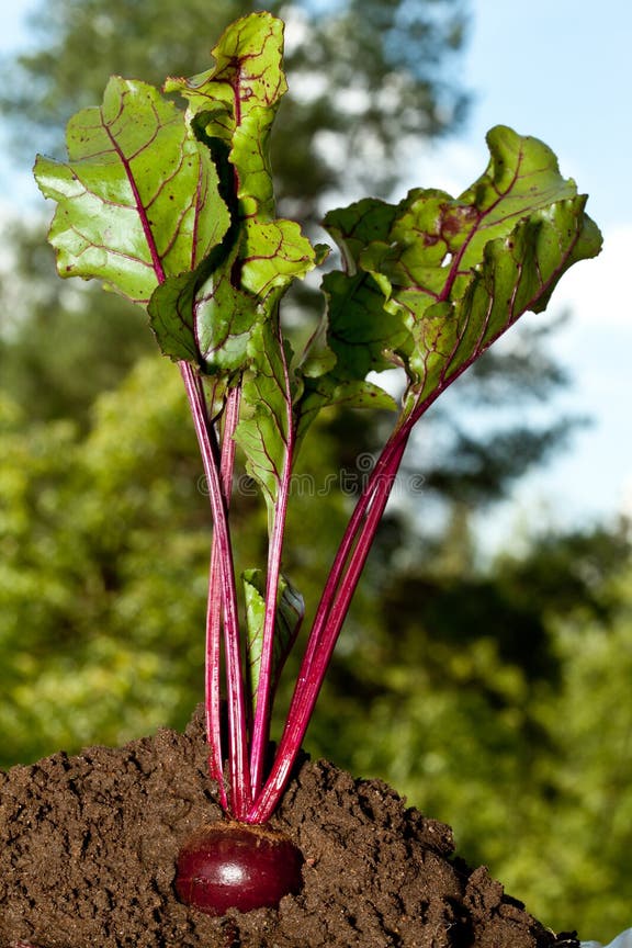 Beet growing in soil stock image. Image of green, earth - 26341367