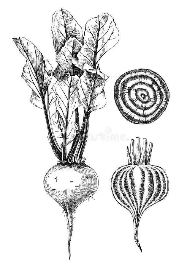 Beet Hand Drawn Vector Illustration Stock Vector - Illustration of ...