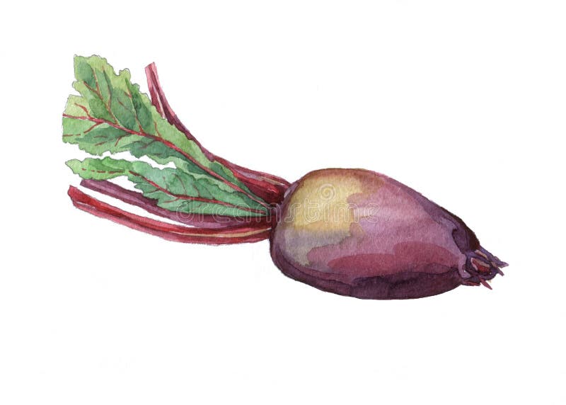 Beet Hand Painted with Ink Brush Isolated on White Background Stock ...