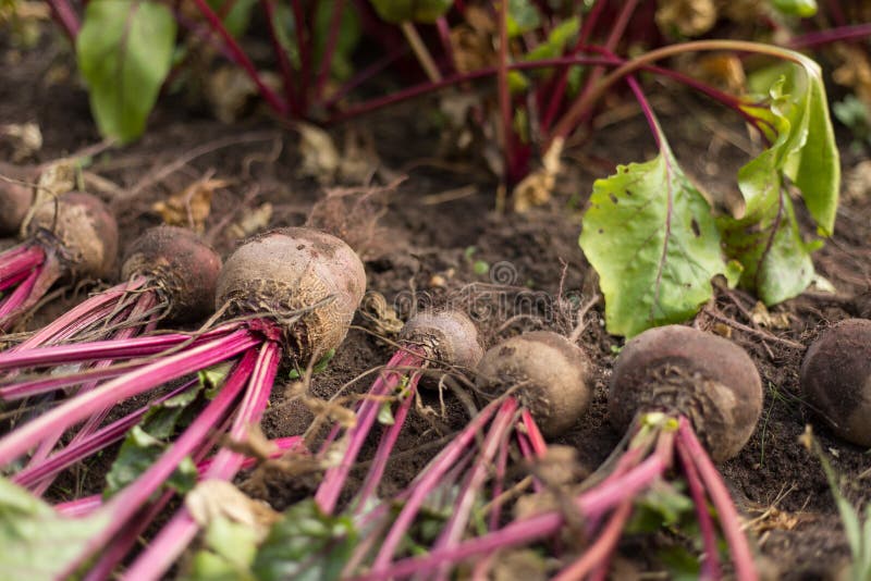Beet Harvest on Ground in the Garden Close Up Stock Photo - Image of ...