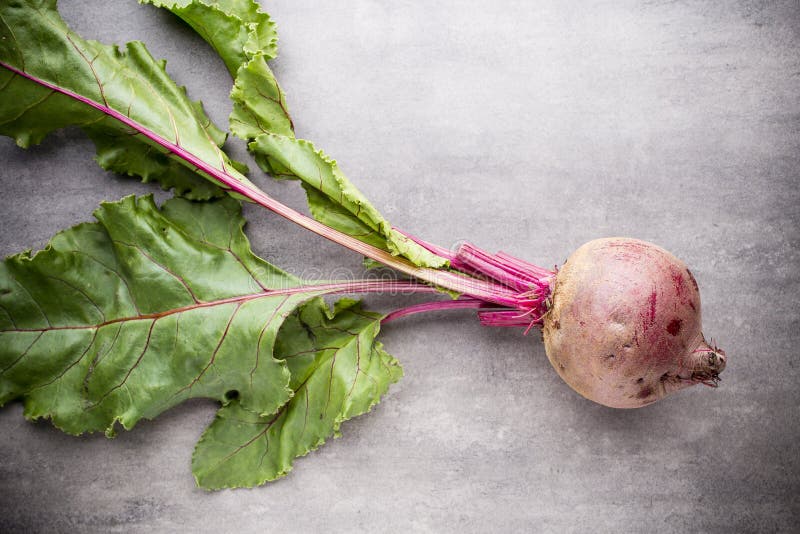 Beet harvest. stock image. Image of healthy, plant, fresh - 55993269