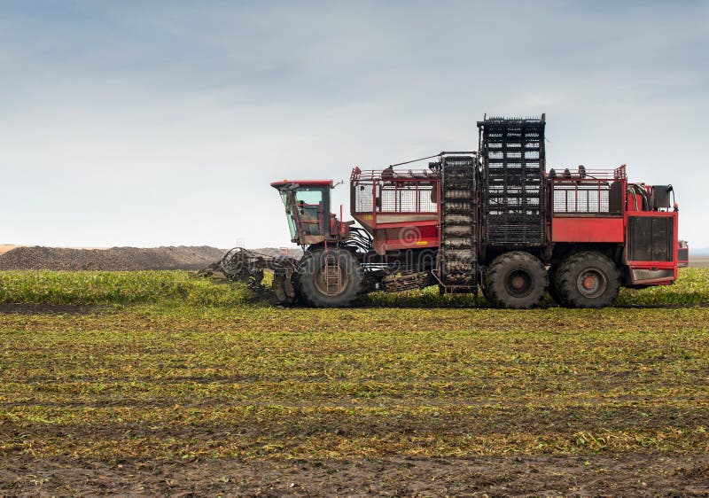 Beet Harvester with Escalator Loading in the Process of Harvesting ...