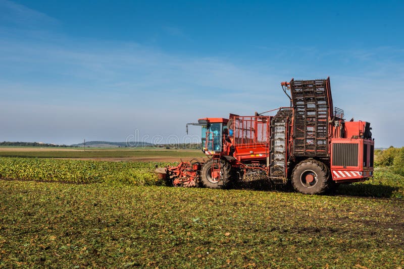 Beet Harvester Machine on Sugar Beets in a Field Stock Image - Image of ...