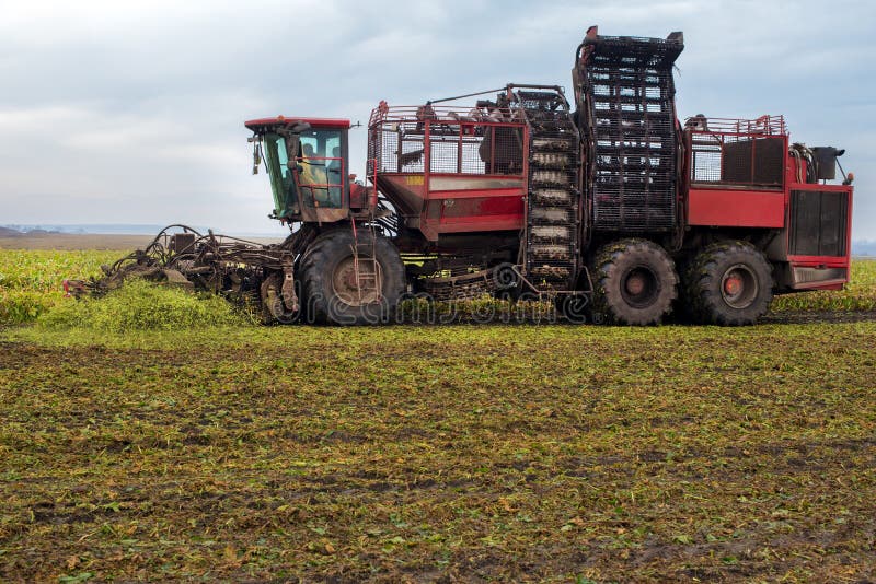 Beet Harvester in the Process of Harvesting at Autumn Stock Image ...